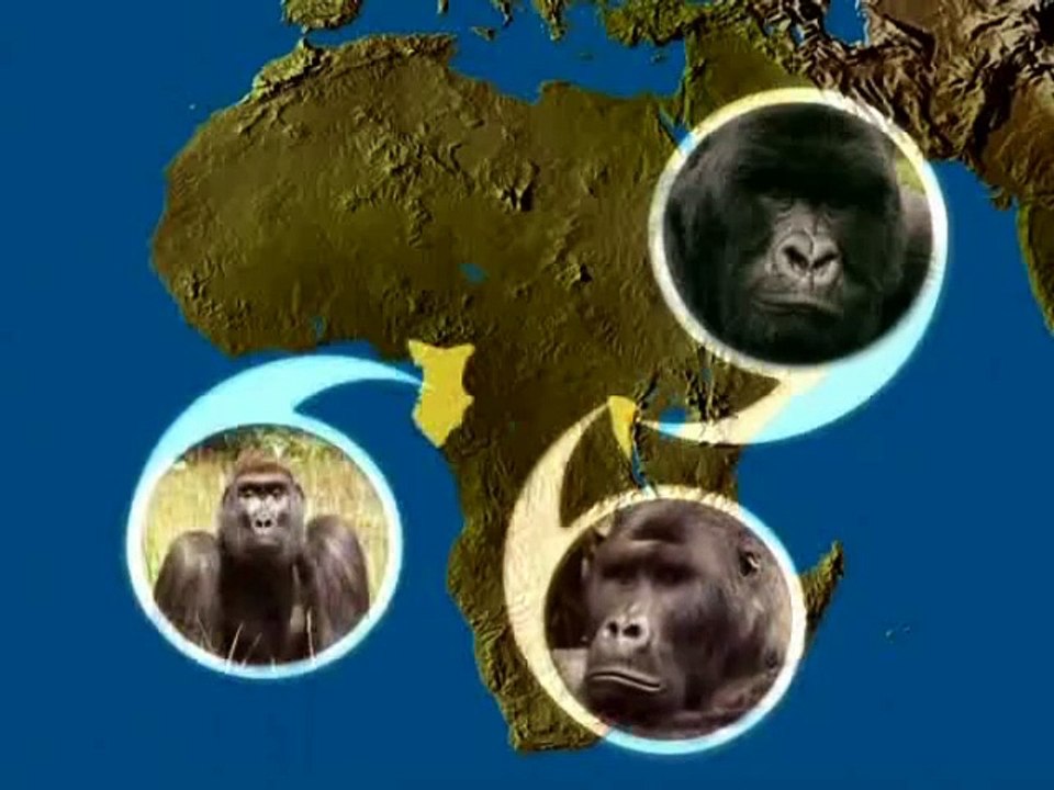 Documental. Gorilas los grandes simios - Vídeo Dailymotion