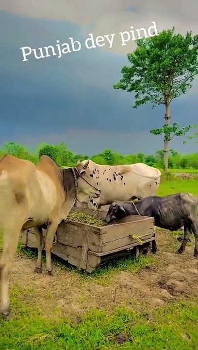 Pind Punjab dey village life in Punjab India and Pakistan - video ...