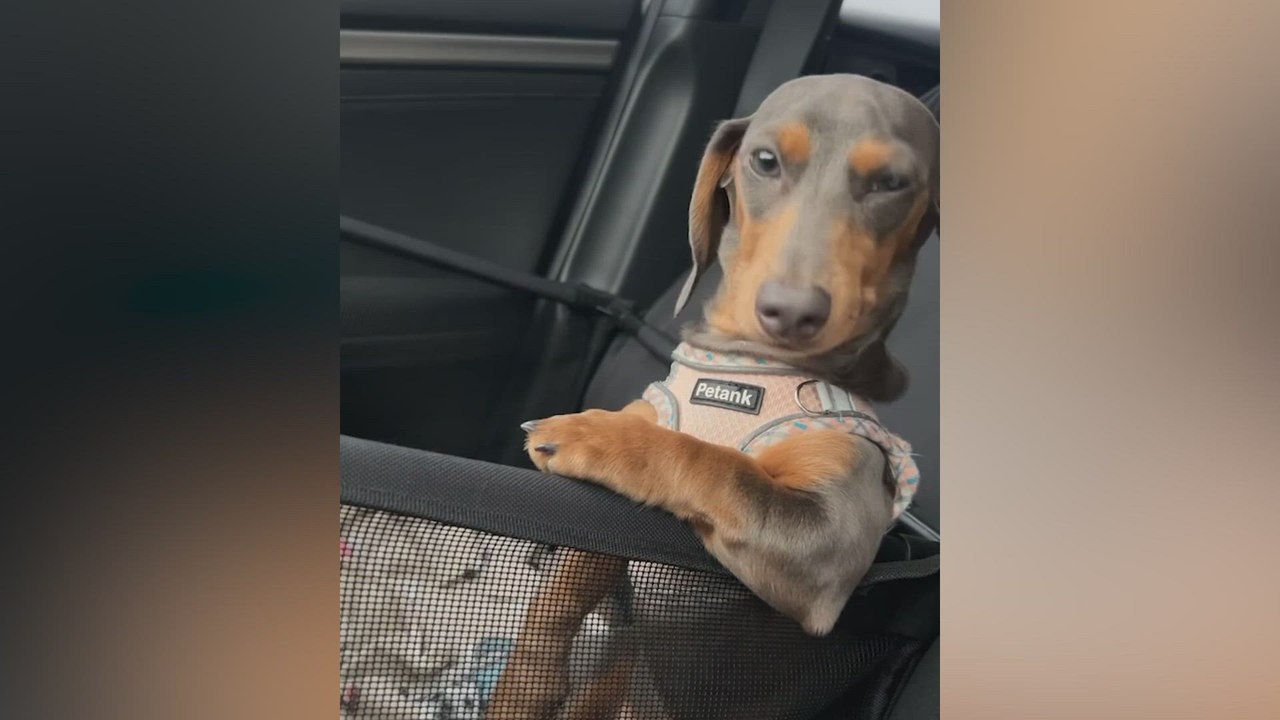 Adorable dog co-pilot fights to stay awake despite being exhausted ...