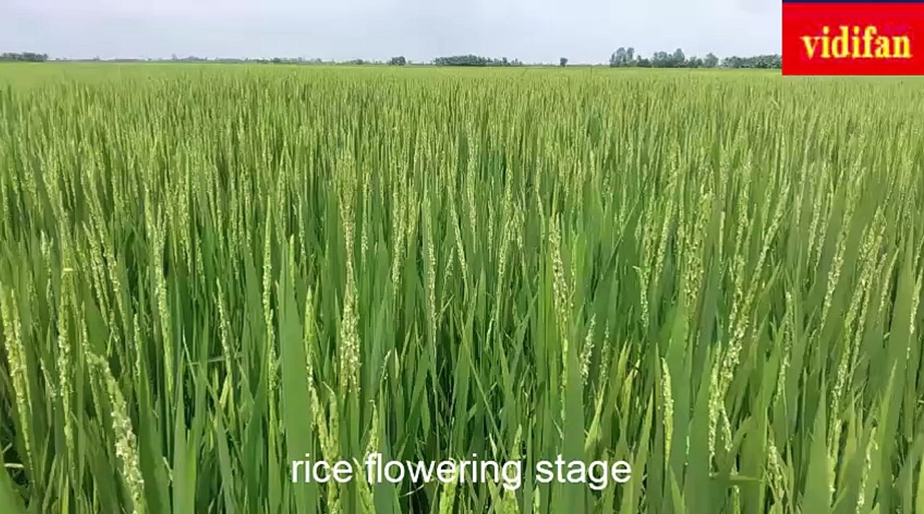 watch rice bloom - video Dailymotion