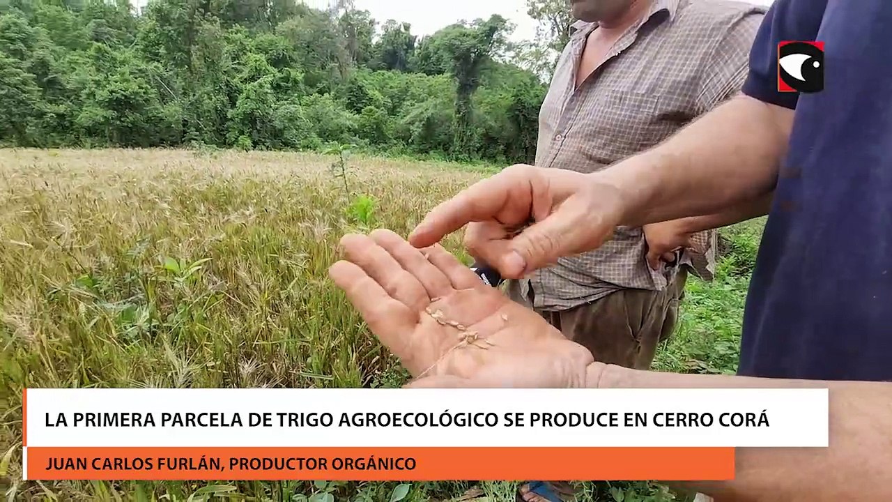La primera parcela de trigo agroecológico se produce en Cerro Corá ...