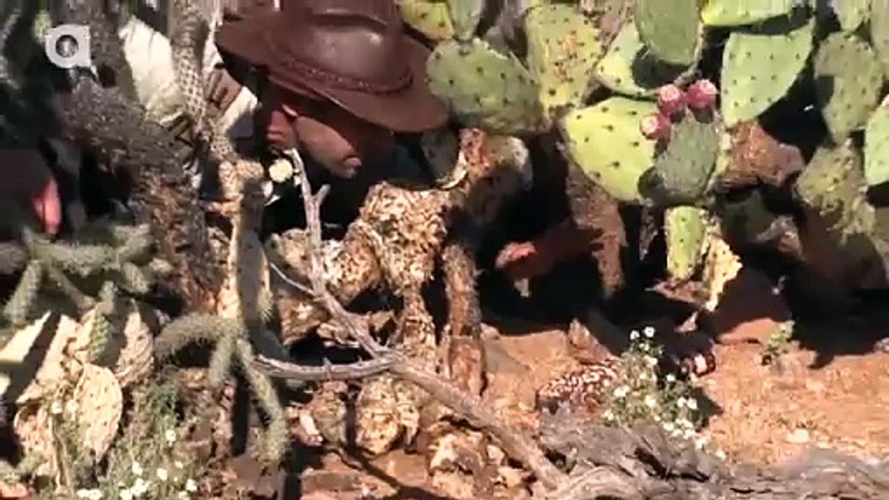 The Gila Monster - Amazing Venomous Lizard Encounter | Nature’s Unique ...