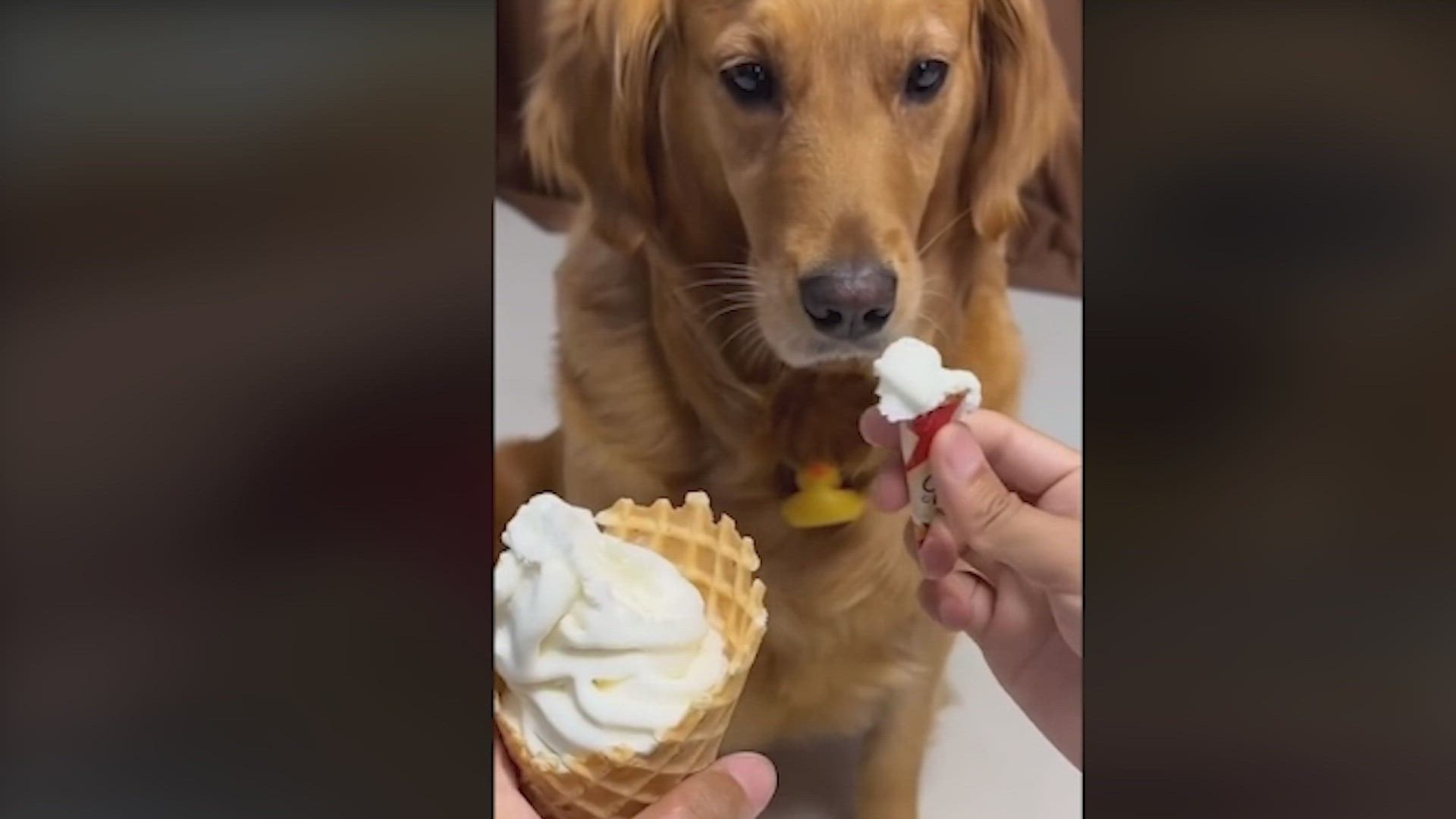 Cachorro Comiendo Helado Helados Para Perros | Alimentación Del Perro