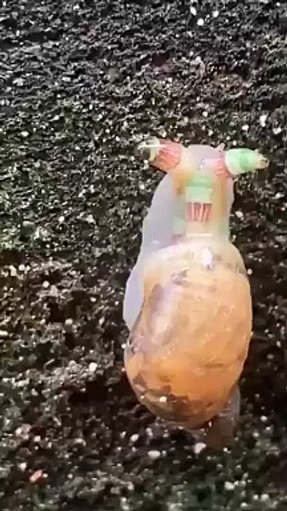 Parasit melumpuhkan siput dan menarik perhatian sehingga dimakan oleh ...