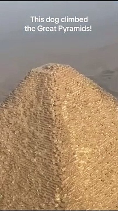 Lost Dog, Found on a Pyramid - video Dailymotion