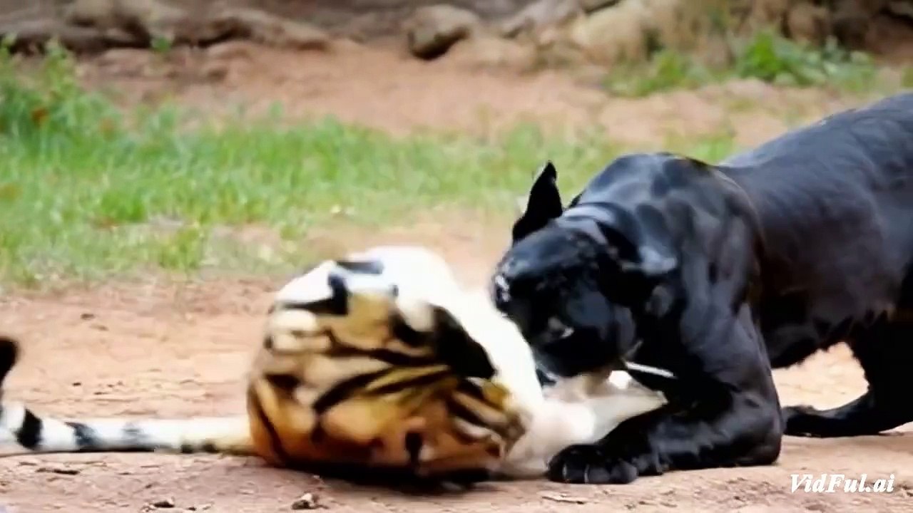 black panthar and tiger fight....who win - video Dailymotion