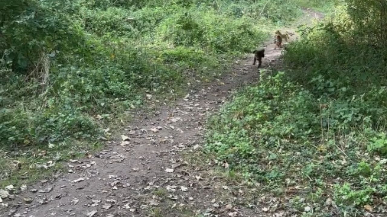 From a walk to a chase: Dogs begin joyfully running after each other ...