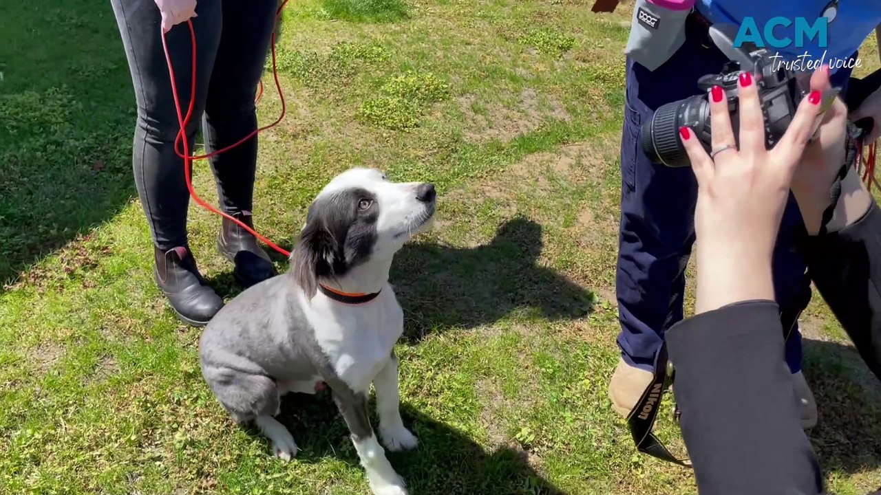 Bathurst Animal Rehoming Centre - video Dailymotion