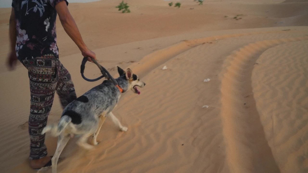 De la Sibérie au... Sahara : le husky, la nouvelle race de chien en ...
