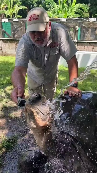 This is Adolf, one giant handsome Galapagos Tortoi - video Dailymotion