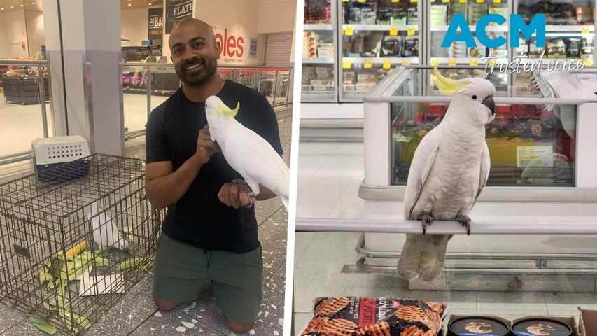 Mickey the Cockatoo returned to wild after four weeks stuck in Coles ...