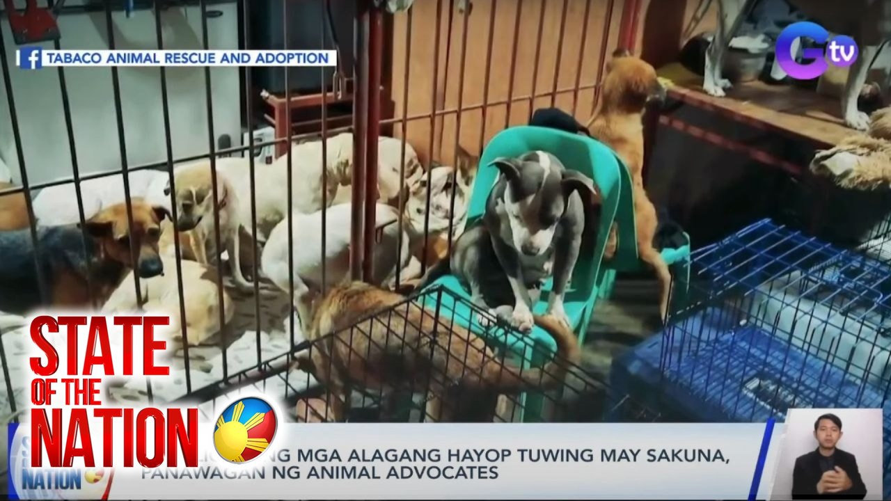 Pagliligtas ng mga alagang hayop tuwing may sakuna, panawagan ng animal ...