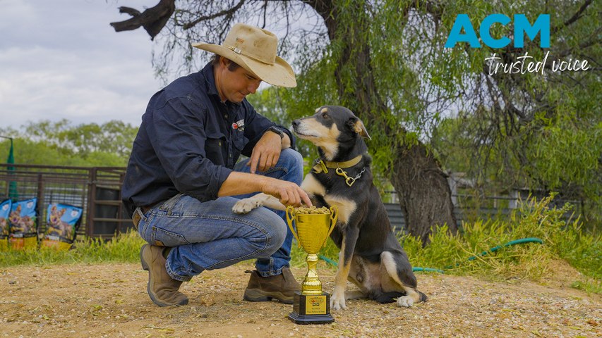 Meet Bear, Australia's hardest-working farm dog | The Examiner ...