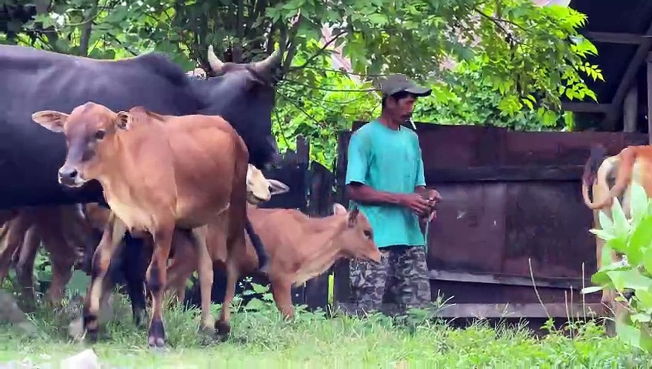 Video of cute tame cows roaming the fields and returning to the barn ...