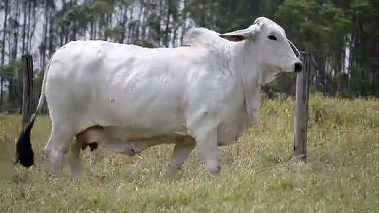 Miss W2R 989 > WRRB989 - Vídeo Dailymotion