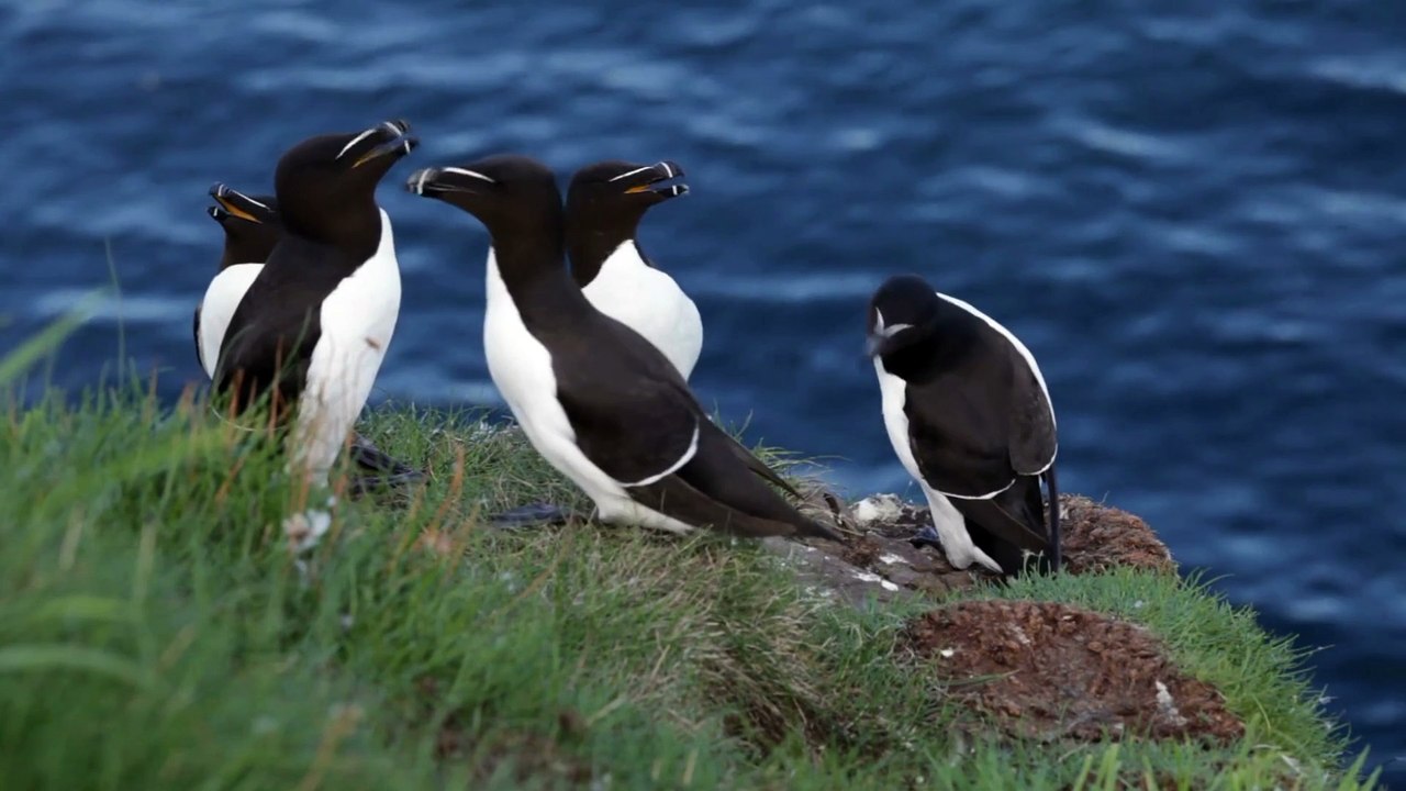 The Razorbill: Close Up HD Footage (Alca torda) - video Dailymotion