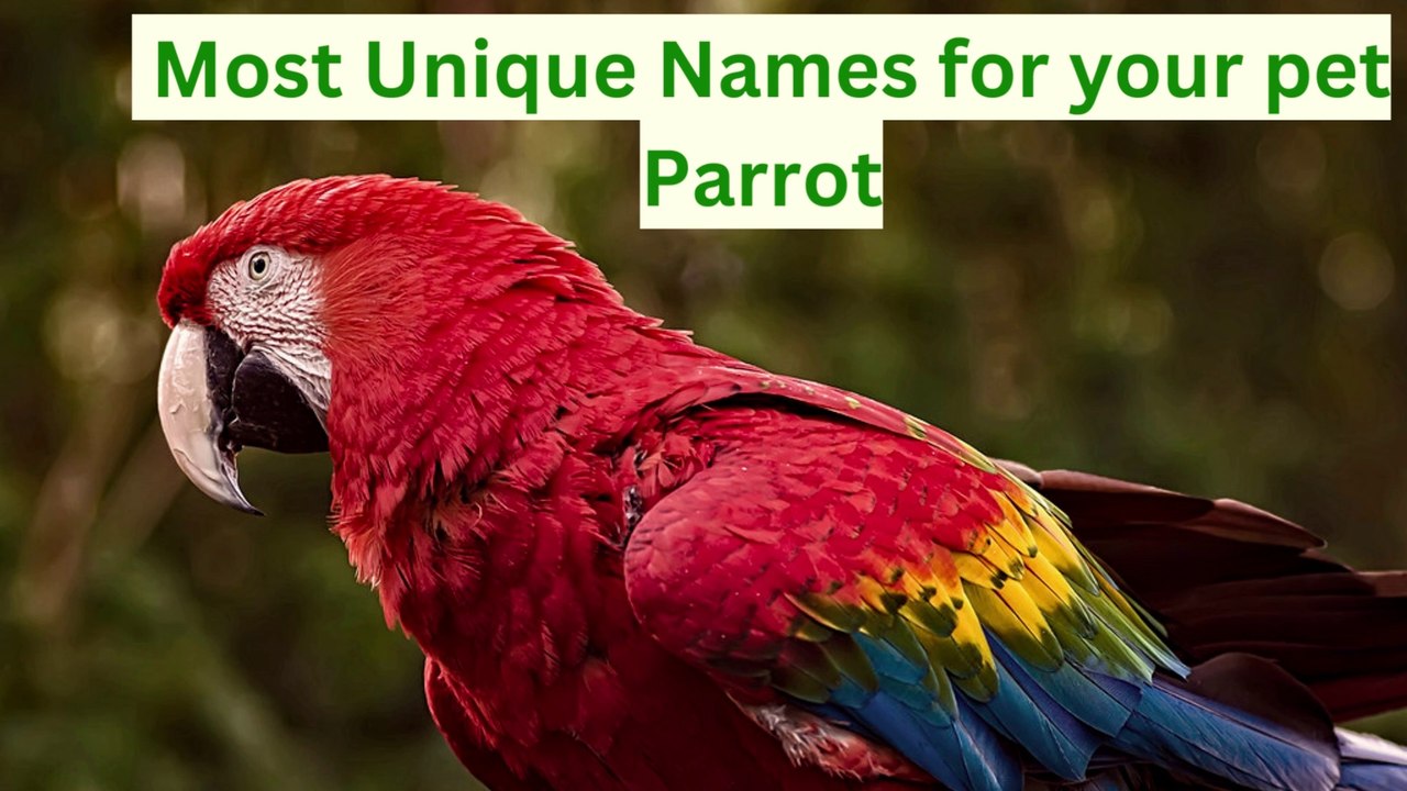 10 Most Unique Names for Your Pet Parrot /Parrot Names - video Dailymotion