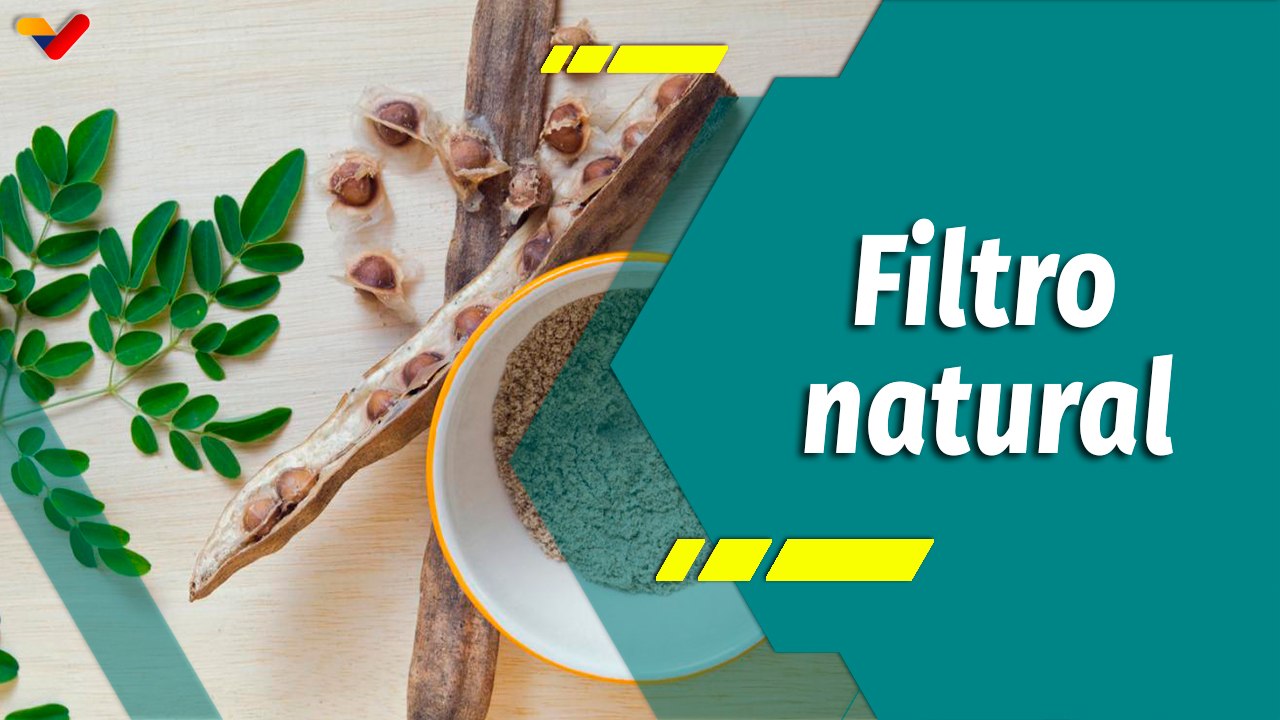 Punto Verde | La Moringa, el filtro natural que cambiará tu vida ...