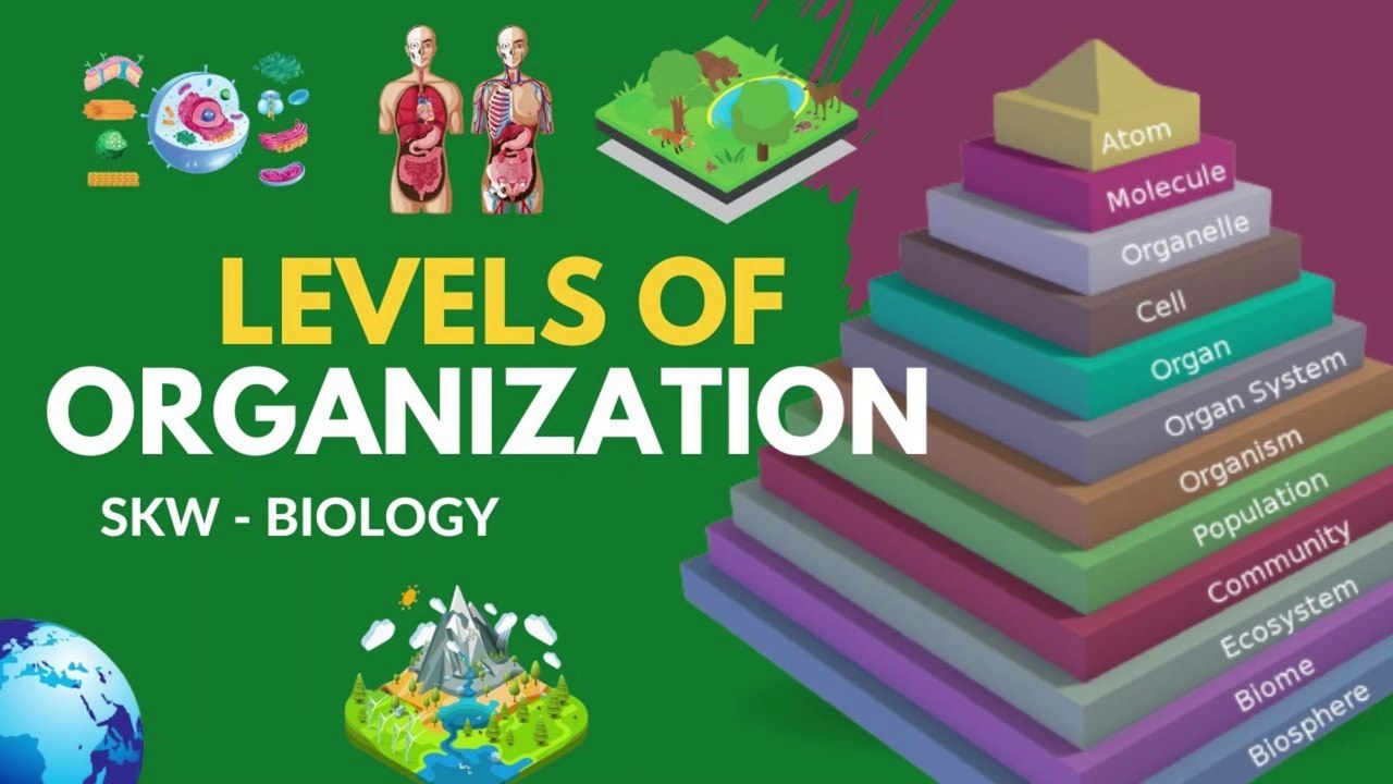 Levels of organization - Atom, Cells, Tissue, Organ, Organ System ...