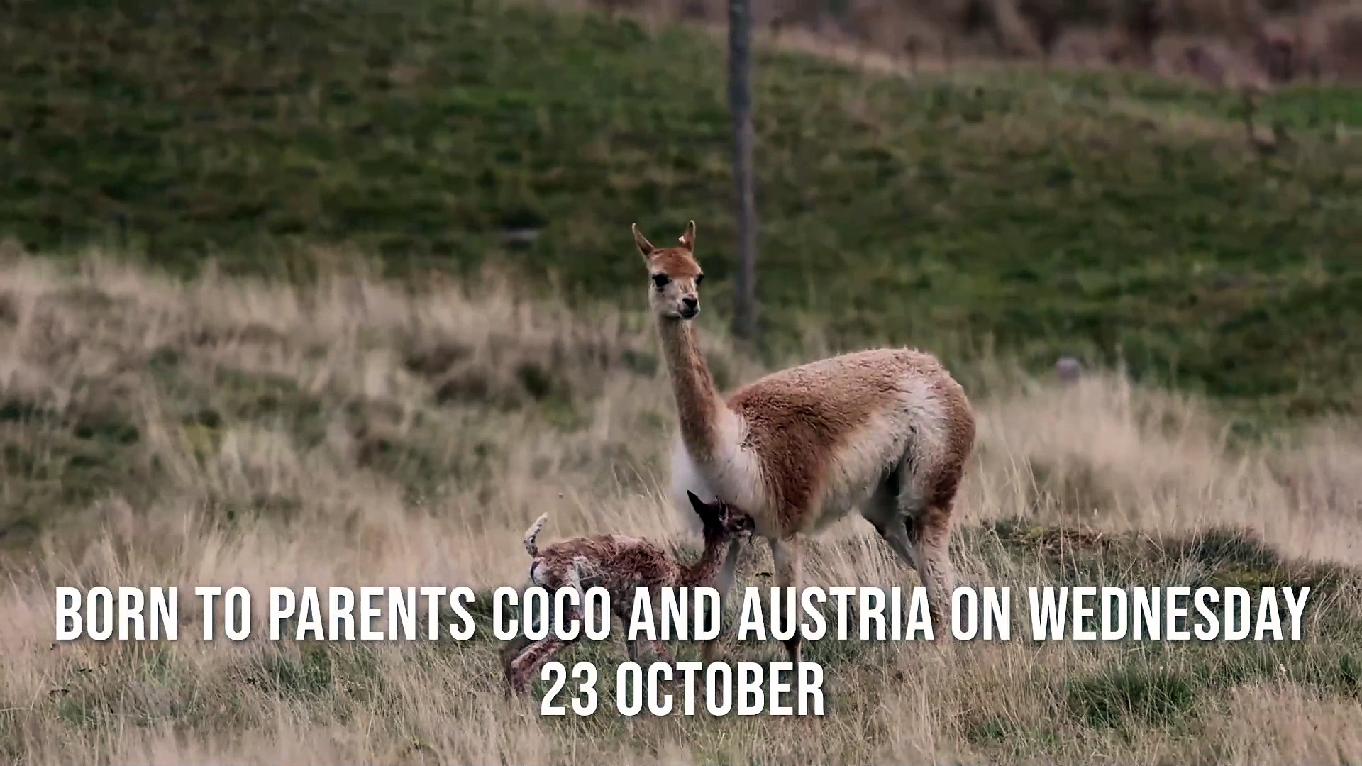 Cute Baby Vicuna Vicuña Wool: An Overview Of The World's Most Premium