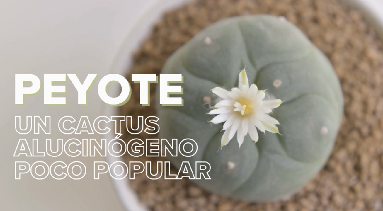 Peyote: características, cuidados y todo lo que debes saber sobre esta ...