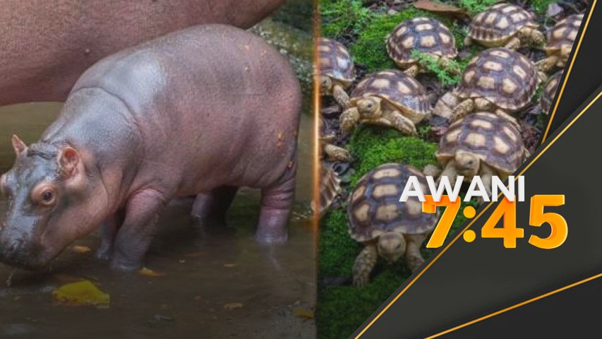 Zoo Taiping terima kelahiran badak air dan 16 kura-kura | Astro Awani