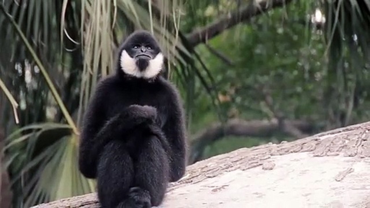 Gibbon monkey funny sound - funny moments of animal's - video Dailymotion