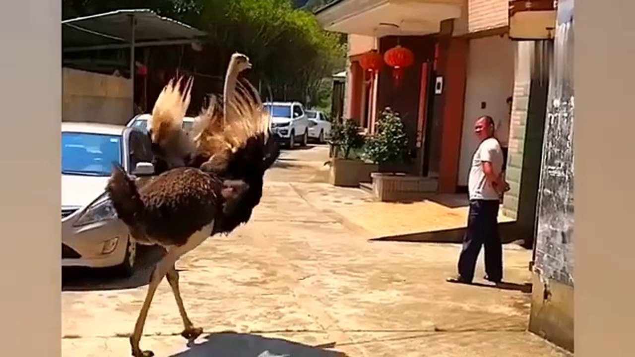 When Animals Go On A Rampage! Interesting Animal Moments CAUGHT ON ...