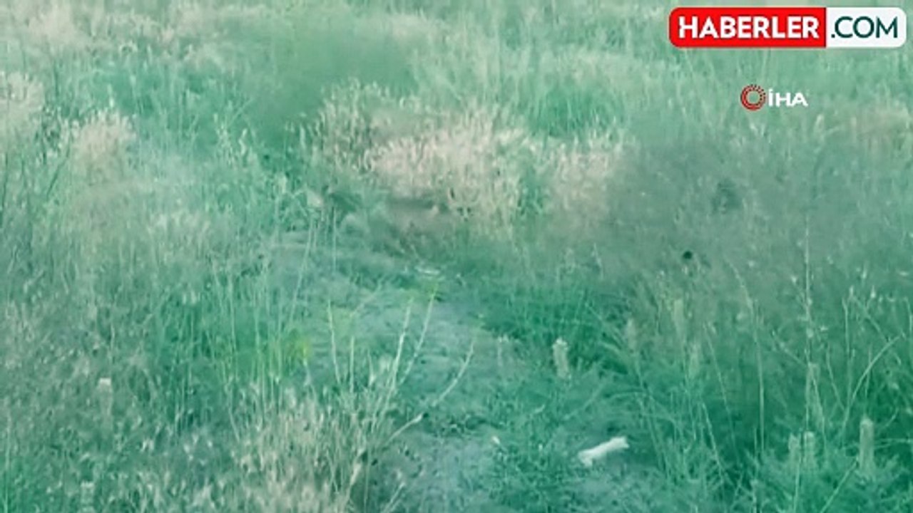 Yavru Tilkiler Annesini Beklerken Görüntülendi - Dailymotion Video