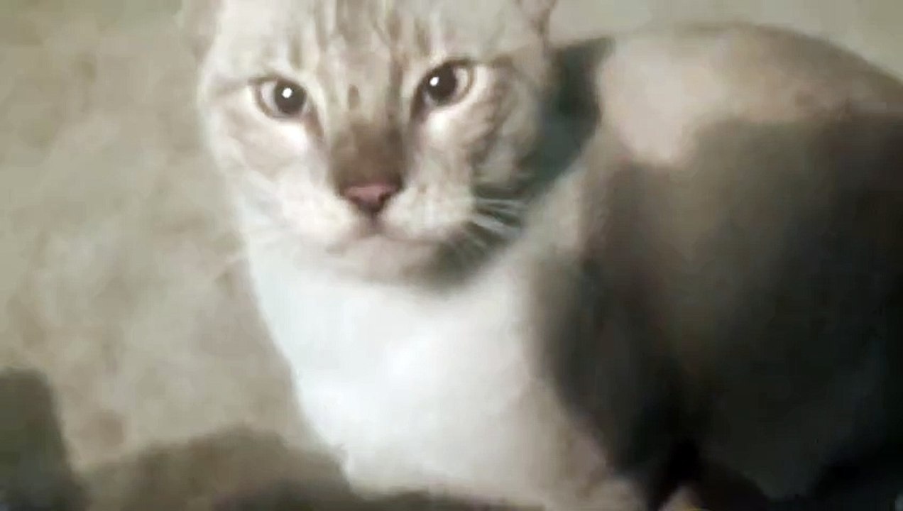 Tufu el gato juzgon - Vídeo Dailymotion