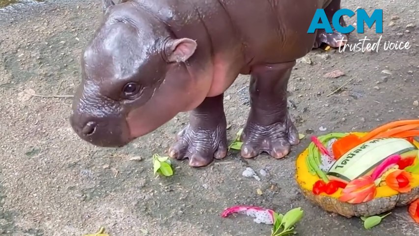 US election 2024: viral baby hippo Moo Deng predicts a Trump win | The ...