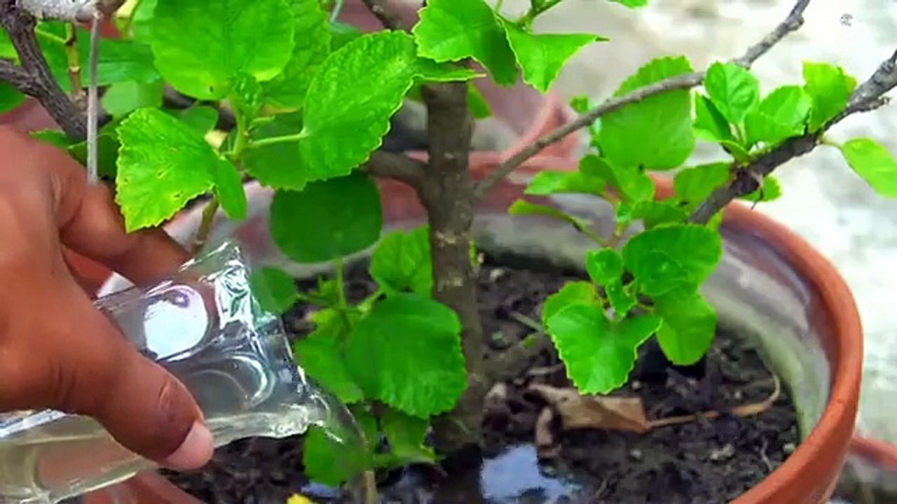 How_To_Grow_Apple_Tree_From_Seed_Easily_At_Home___Growing_Apple_Tree ...