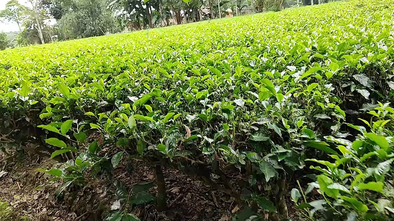 Assam Tea - video Dailymotion