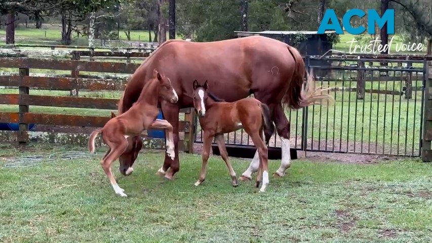 Rare twin foals born on Clybucca farm | The Canberra Times | Canberra, ACT