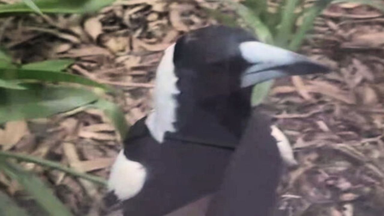 Aggressive magpie cracks window after pecking at it every morning for ...