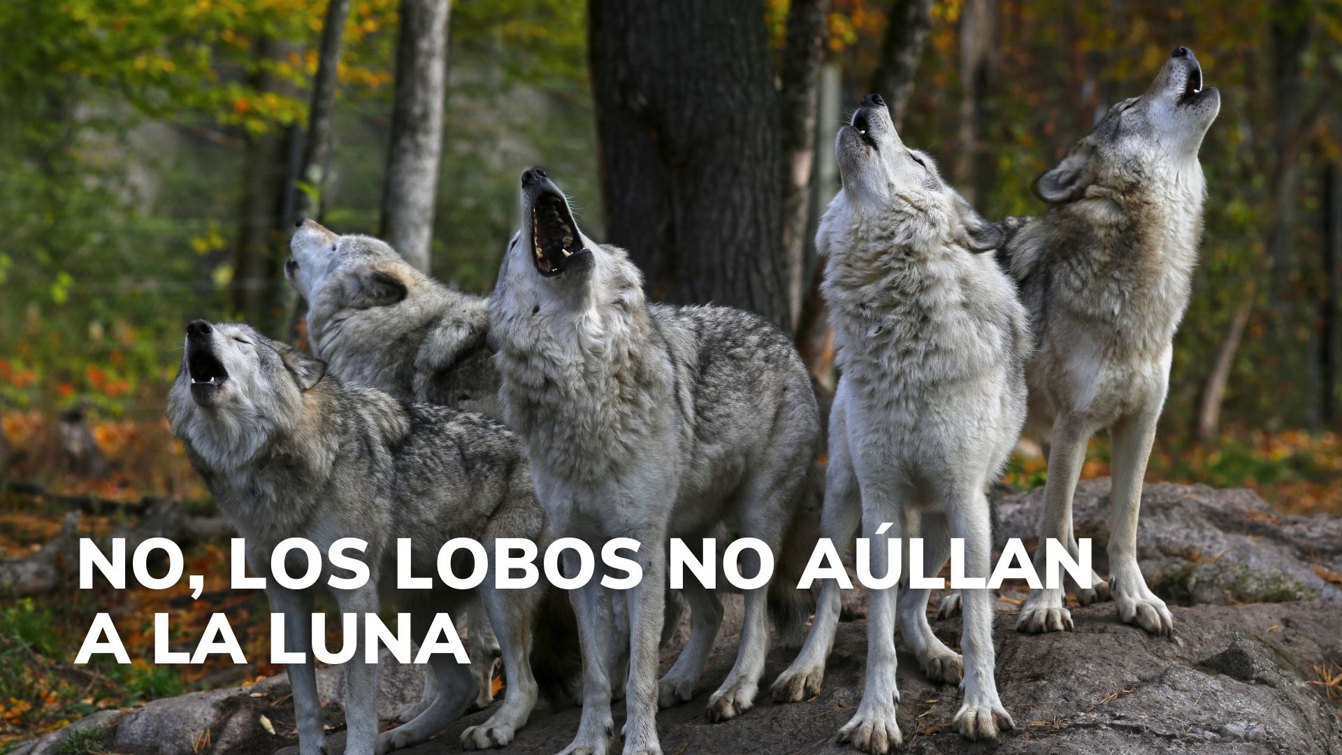 Lobo Gris Al Anochecer