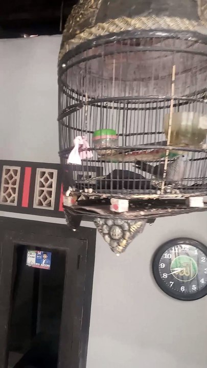 burung pak rt - video Dailymotion