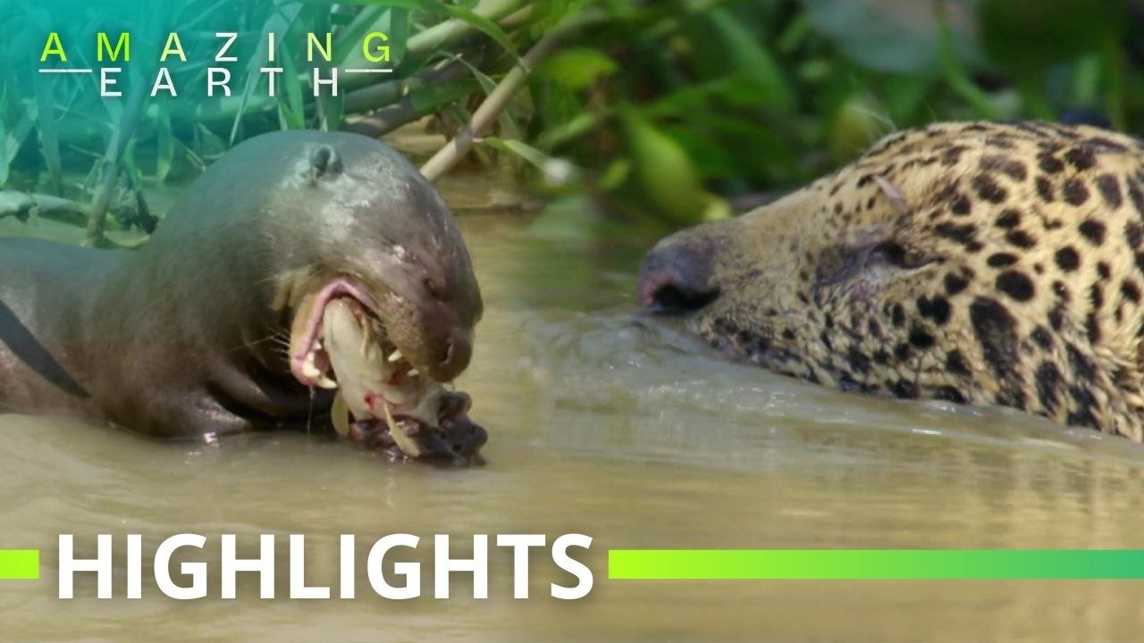 Amazing Earth: Giant Otters face the deadly Jaguar in a battle for ...