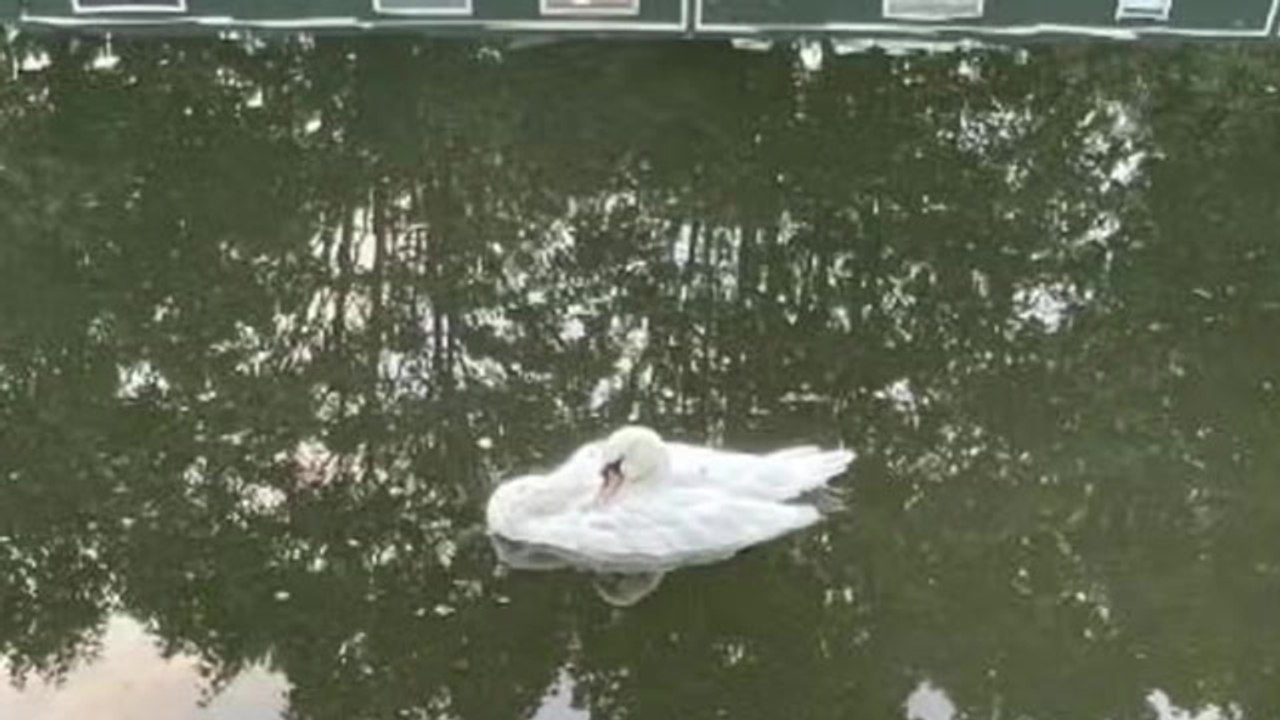 Cause of death revealed after dozens of swans and other birds die in ...