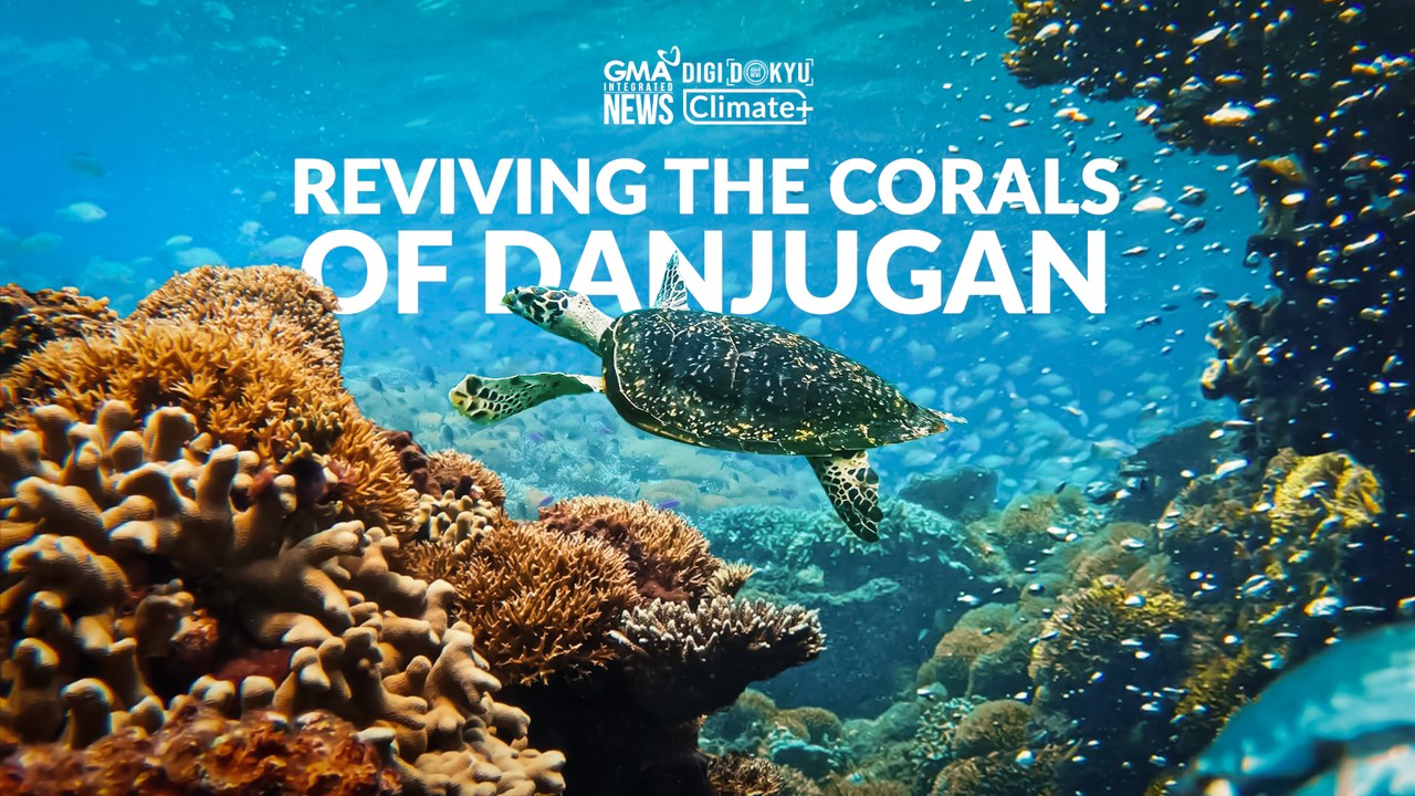 Reviving the corals of Danjugan Island in Negros Occidental | DigiDokyu ...
