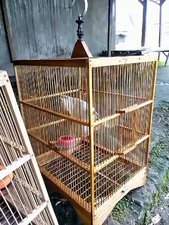 burung pak rt yg baru - video Dailymotion