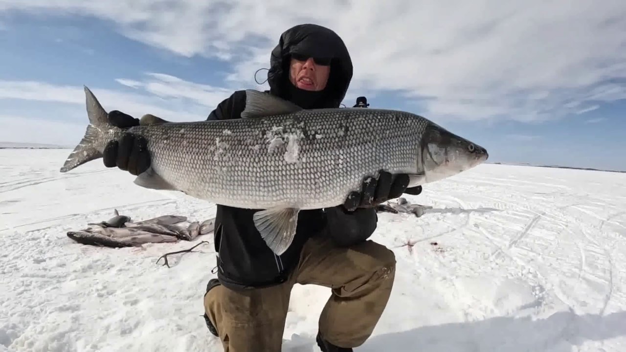 4 Days Camping & Fishing on Arctic Ocean - GIANT Sheefish Catch & Cook ...