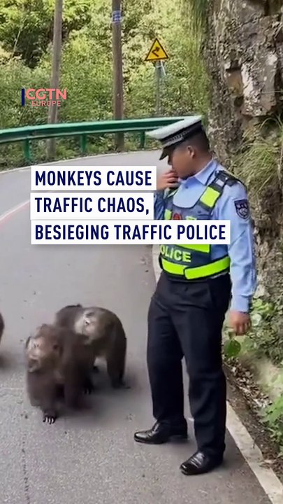 Monkeys cause traffic chaos, leaving traffic police ‘under siege ...