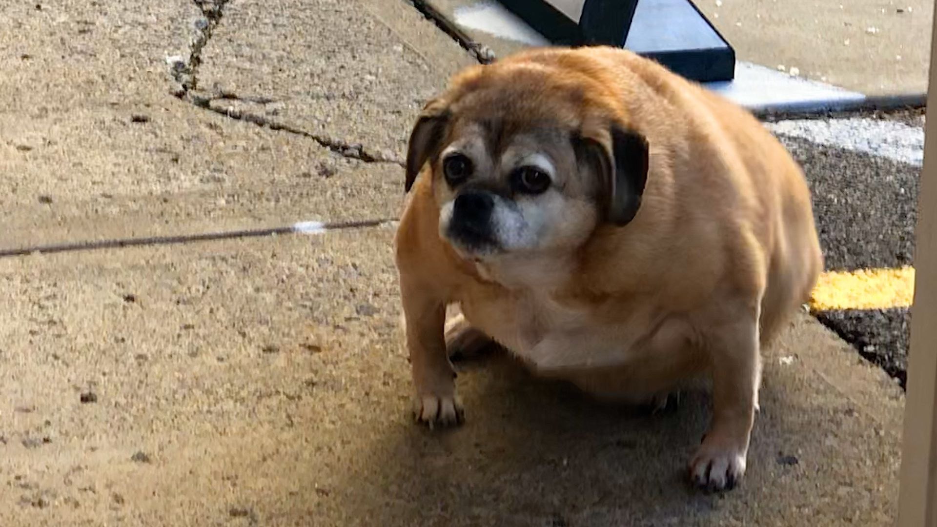 Overweight Puggle Chubby Pug Has Rolls