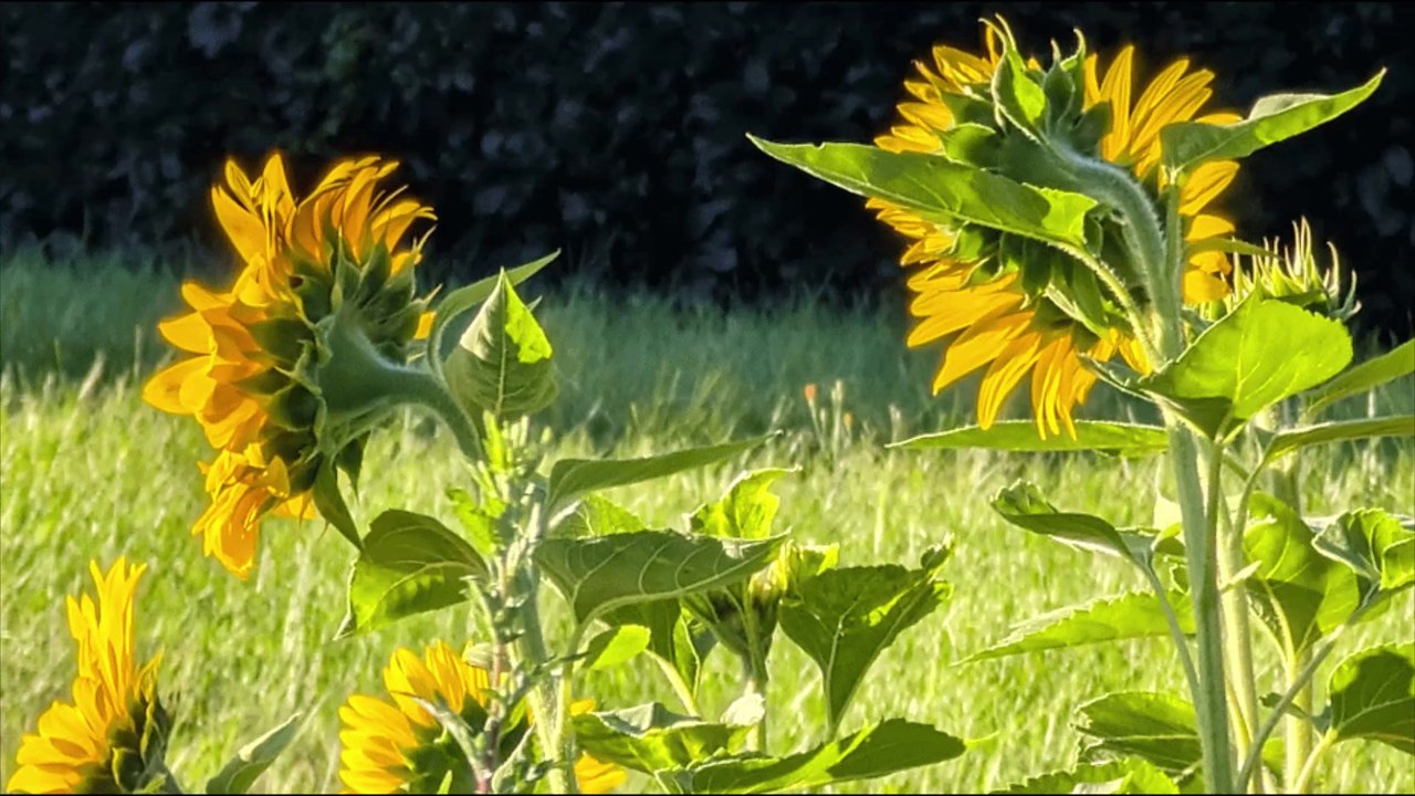 The Old GENESIS (1970) ''vision of angels'' - remaking the whole ...