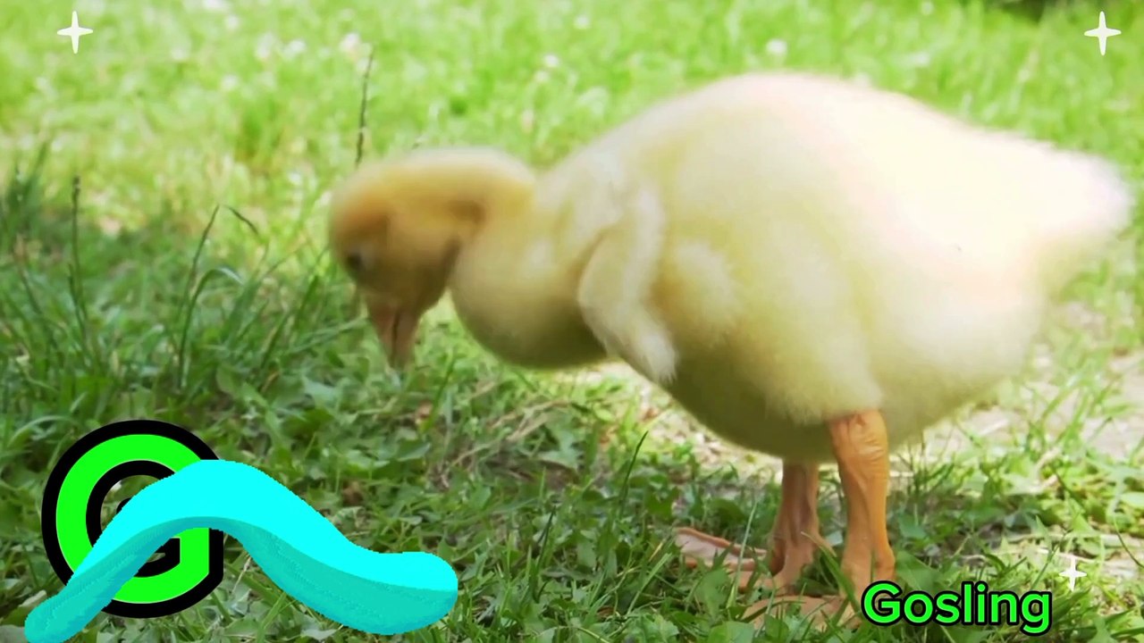 ABC Phonics Song | Baby Animals A-Z | Real-Life Footage Kids Song for ...