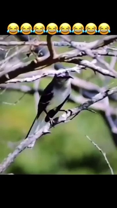 Rico Funny Animations - video Dailymotion