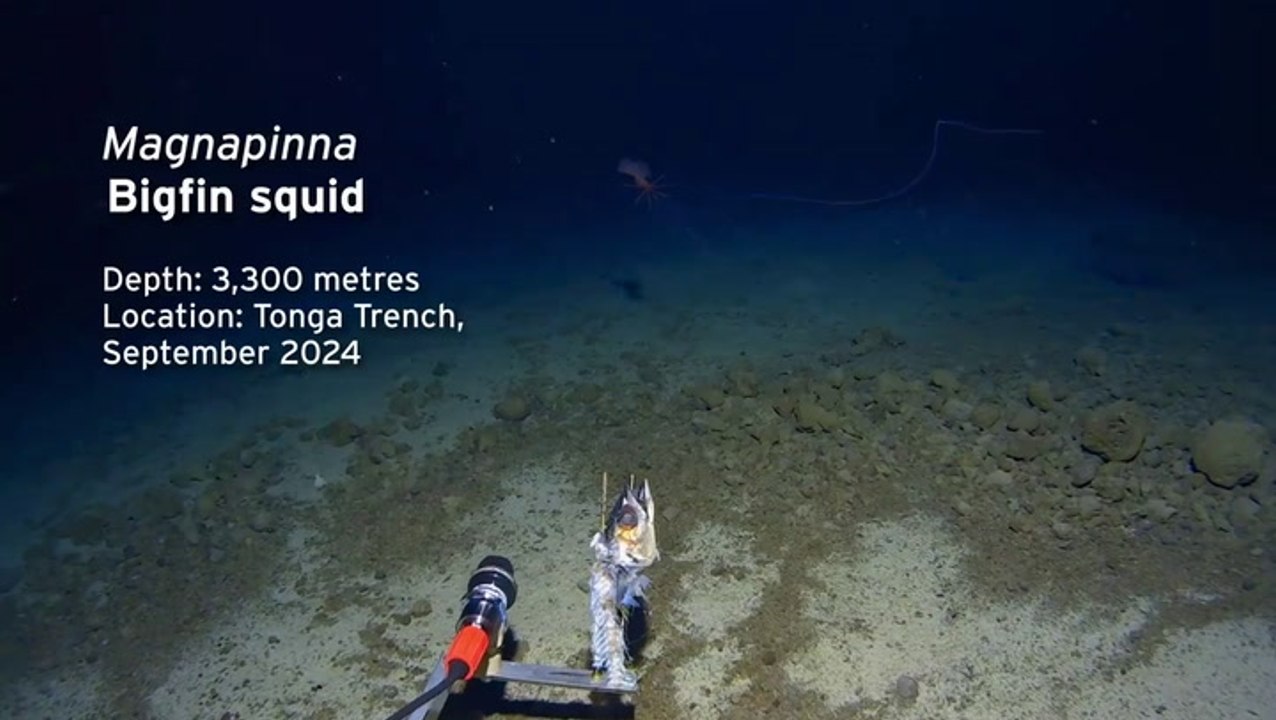 Bigfin Squid: Magnapinna, Spotted In Tonga Trench - video Dailymotion