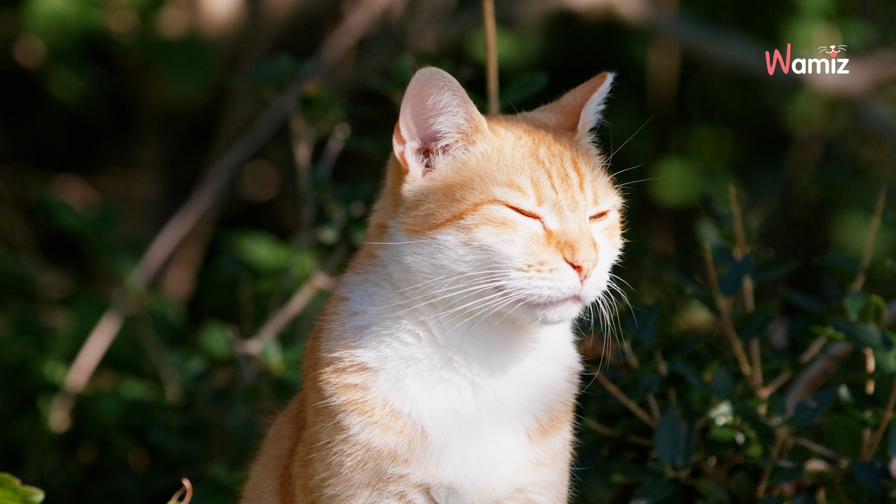 Après 60 ans de recherches, le secret des chats roux a enfin été ...