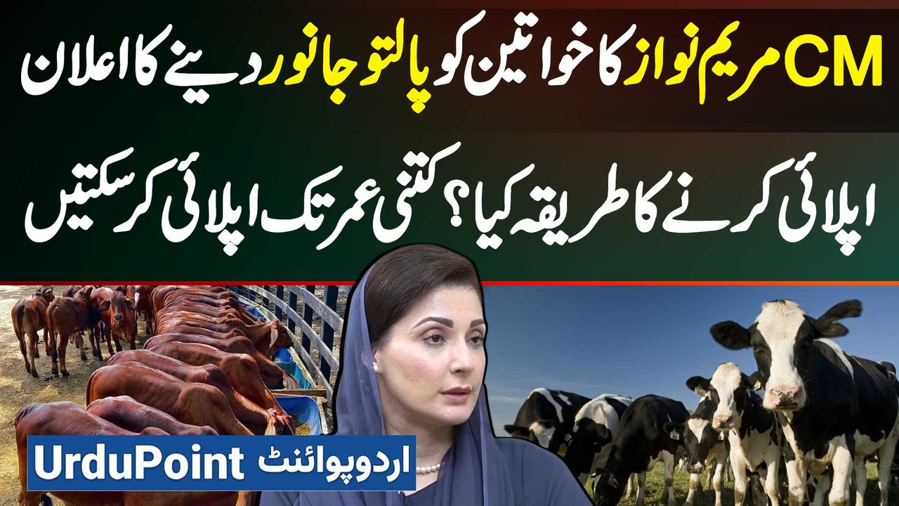 CM Punjab Maryam Nawaz Ka Bewa Khawateen Ko Cow Buffalo Dene Ka Elaan ...